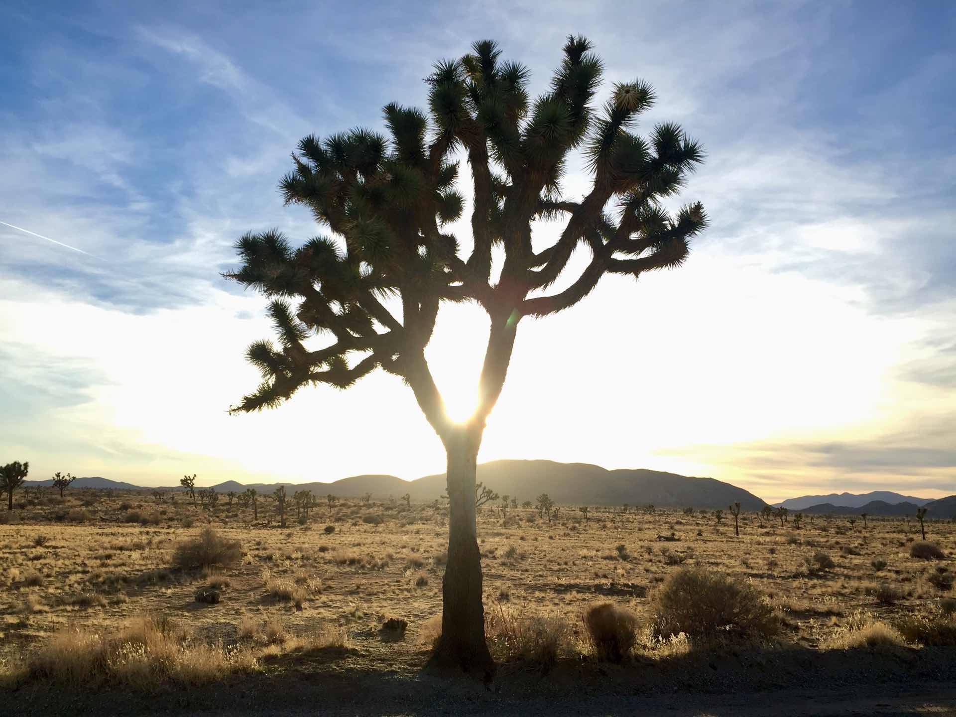 Quality Linkage: 18th-Century Slang, the Art of Cookery, and How to ...